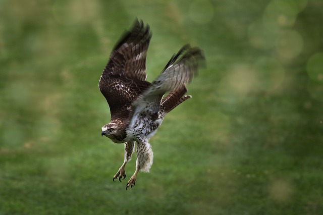 Meaning of the name Talon (General and Biblical) - Jesus Everyday