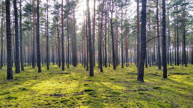 Meaning of the name Fleming (General and Biblical) - Jesus Everyday