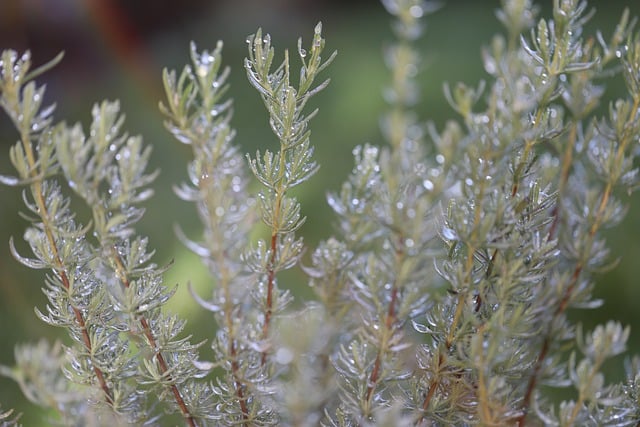 Meaning of the name Rosemary (General and Biblical) - Jesus Everyday