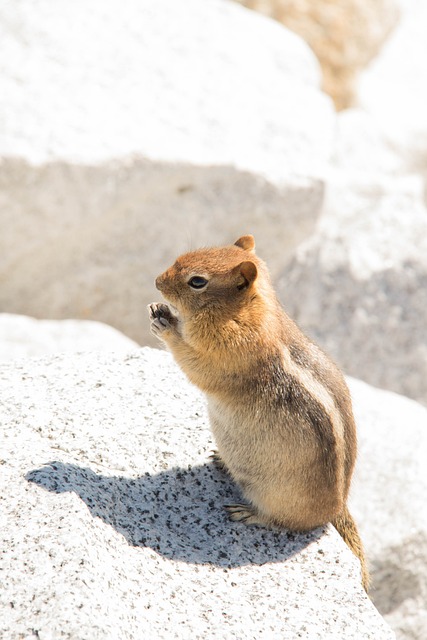 Meaning of the name Tamia (General and Biblical) - Jesus Everyday