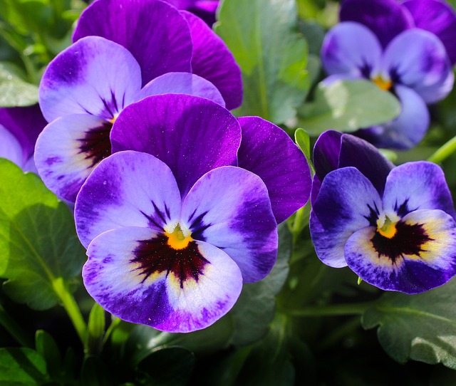 Meaning of the name Pansy (General and Biblical) - Jesus Everyday