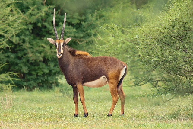 Meaning of the name Sable (General and Biblical) - Jesus Everyday