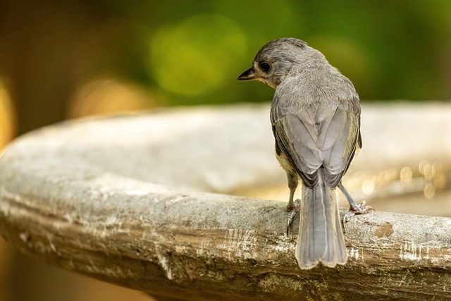 Meaning of The Name Phoebe (Biblical, Spiritual & General) - Jesus Everyday